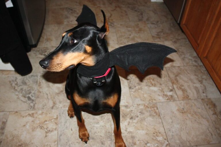 How to Make a Dog Bat Costume - Life at Cloverhill