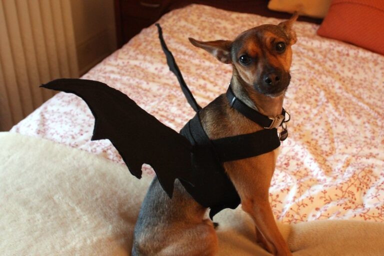 How to Make a Dog Bat Costume - Life at Cloverhill