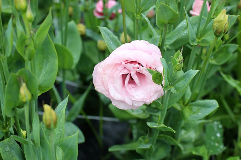 August in the Flower Field - Life at Cloverhill