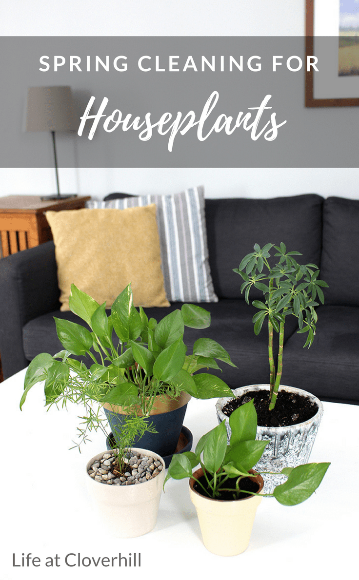Spring Cleaning for Houseplants - Life at Cloverhill